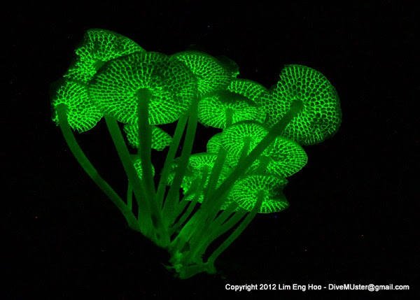 Luminous Fungi | Project Noah
