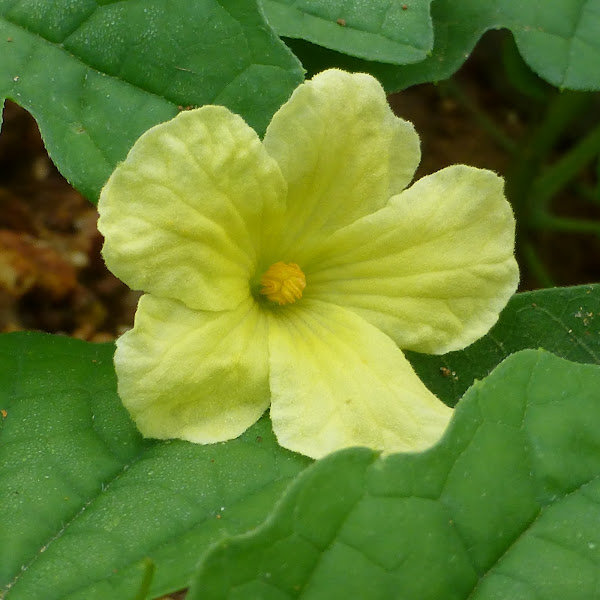 Bitter Melon/Bitter Gourd/Bitter Squash | Project Noah