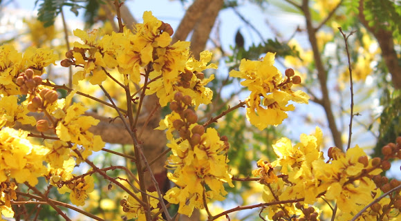 Yellow Flame Tree | Project Noah