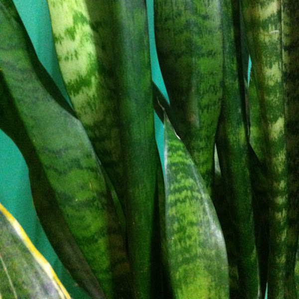 Espada de São Jorge, Snake Plant | Project Noah