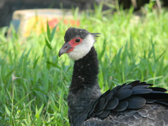 Chicagüire o Chavarrí (es)- Northern Screamer (en) | Project Noah