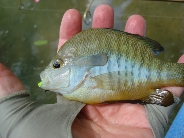 Redbreast Sunfish | Project Noah