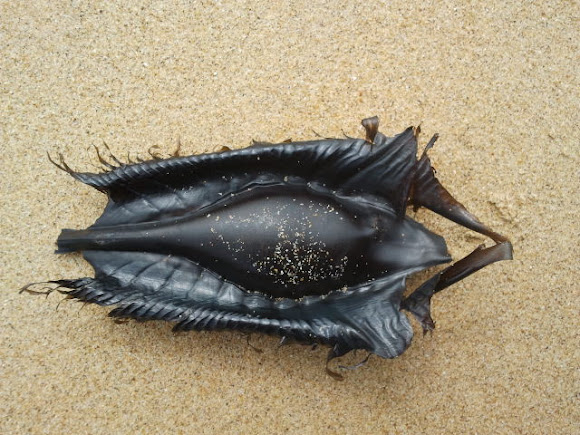 Ghost shark egg case | Project Noah