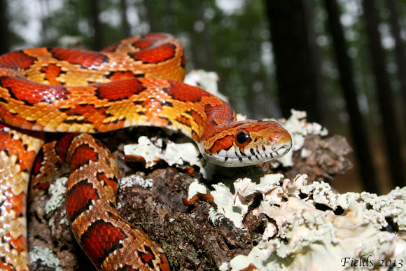 Corn Snake | Project Noah