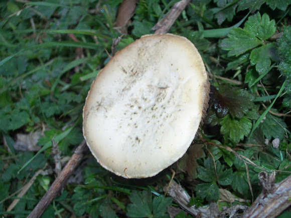 False Death Cap | Project Noah