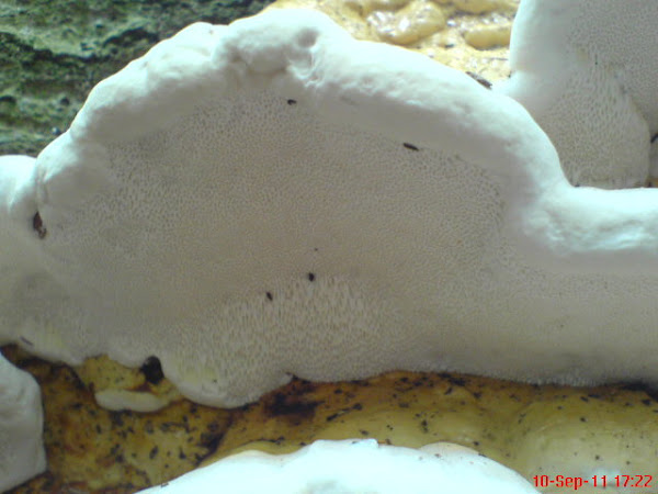 Antrodia serialis | Project Noah