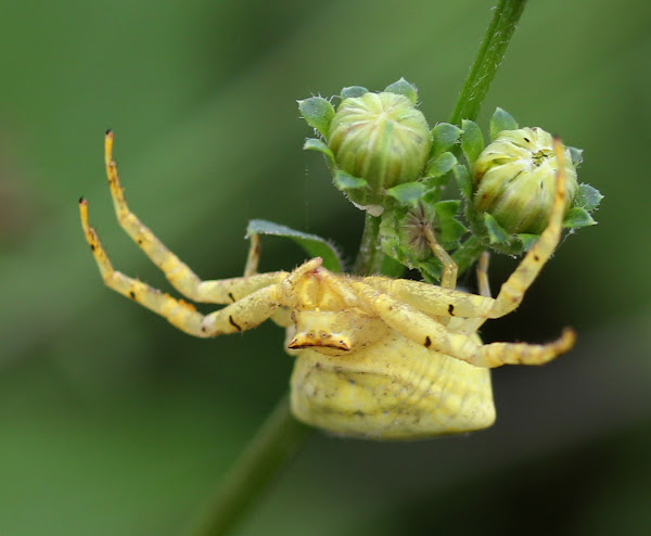 Thomisus labefactus 三角蟹蛛 | Project Noah