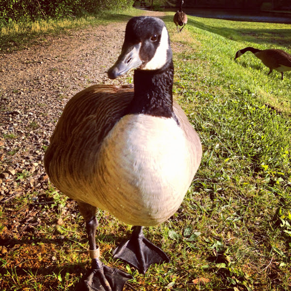 Canada goose | Project Noah