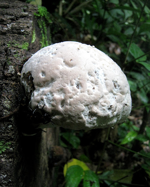 White Sphere Fungus | Project Noah