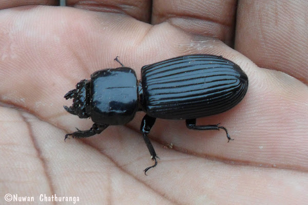 Bess Bug | Project Noah