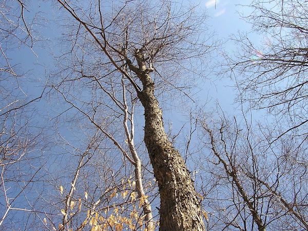 Eastern Hop Hornbeam | Project Noah