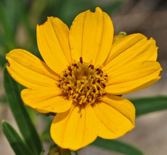 Prairie Coreopsis | Project Noah