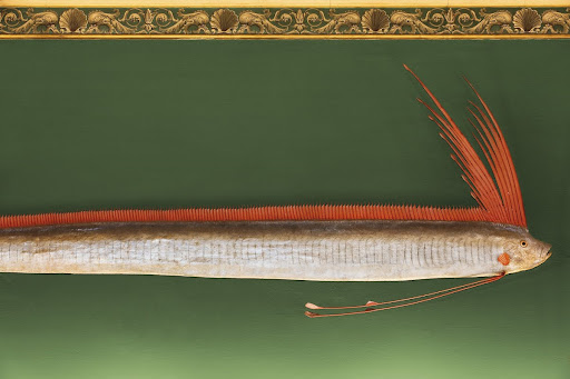 Oarfish — Google Arts & Culture