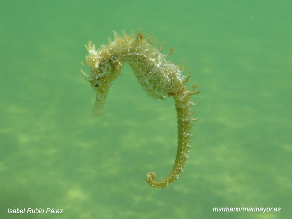 Caballito de mar. Seahorse | Project Noah