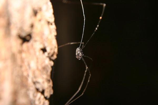 Araña patona | Project Noah