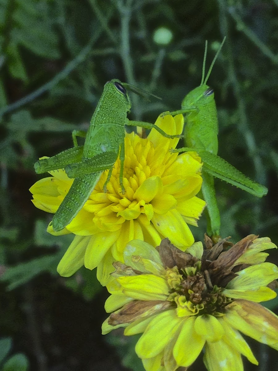 Bird Grasshoppers | Project Noah