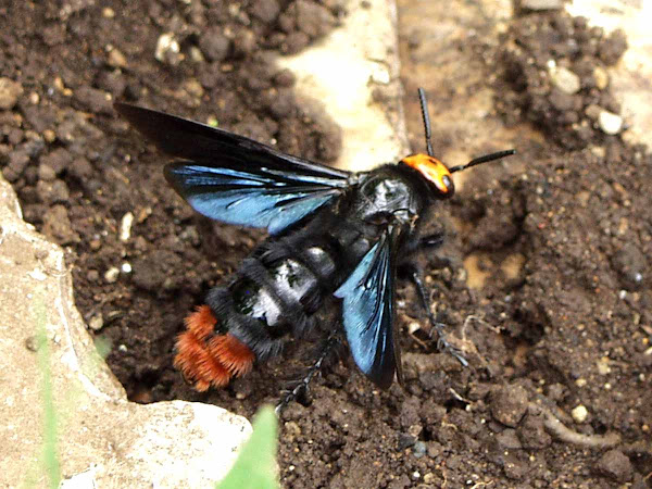 Giant Scoliid Wasp | Project Noah