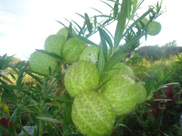 pufferfish plant | Project Noah