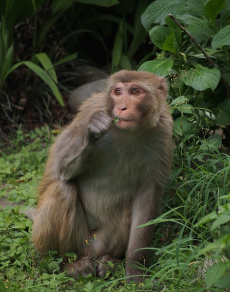 Rhesus Monkey | Project Noah