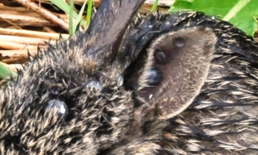 Myiasis (botfly) in rabbits | Project Noah