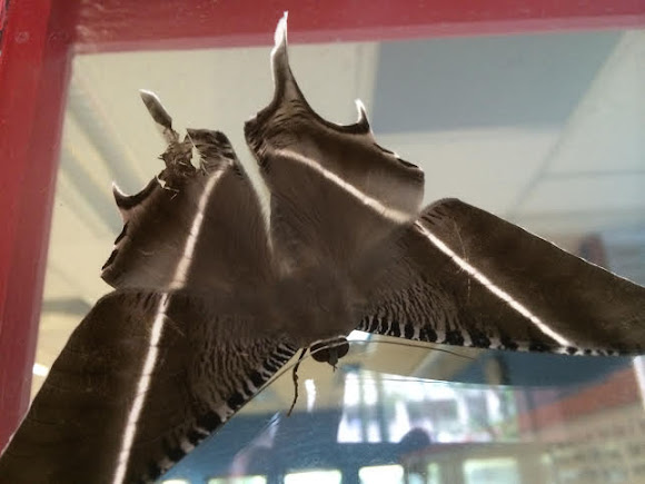 Tropical Swallowtail Moth | Project Noah