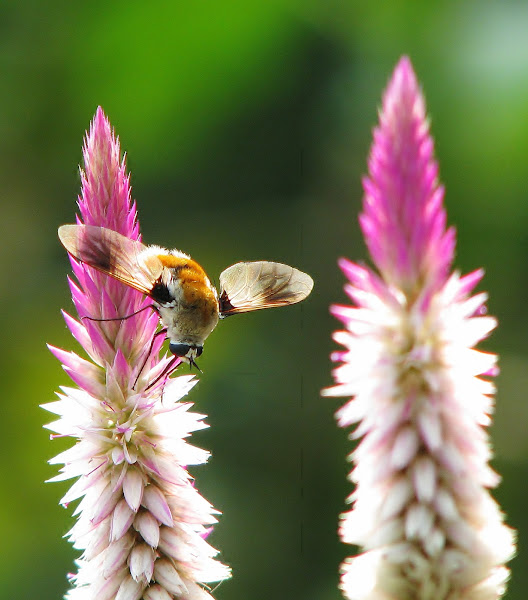 Bee Fly | Project Noah