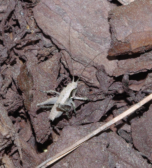 Eastern Shieldback Katydid | Project Noah