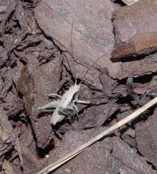 Eastern Shieldback Katydid | Project Noah