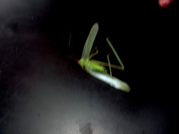 Grass hopper | Project Noah