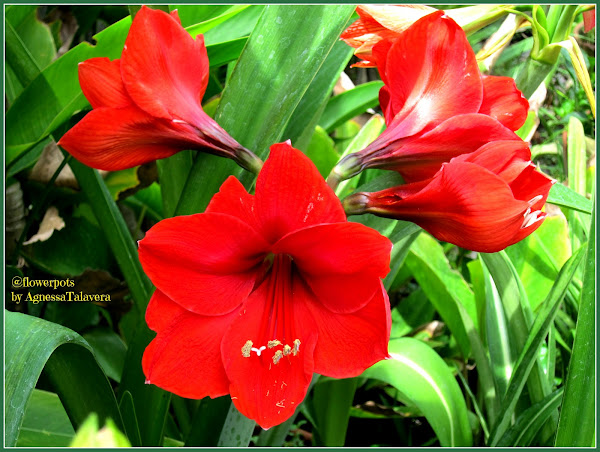 Amaryllis, Hippeastrum Cultivar | Project Noah