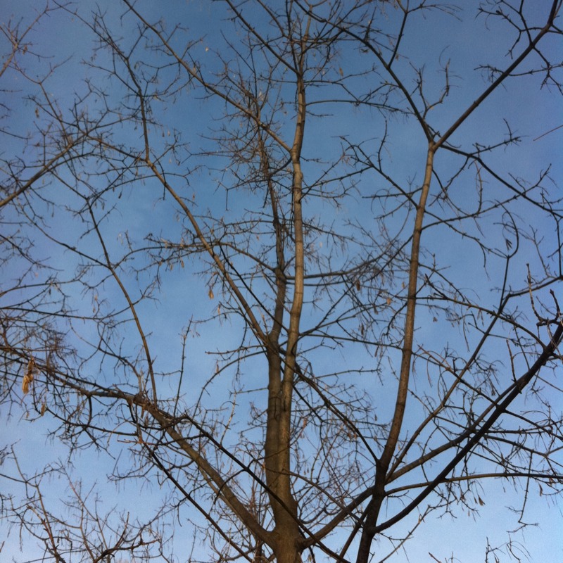 Box elder | Project Noah