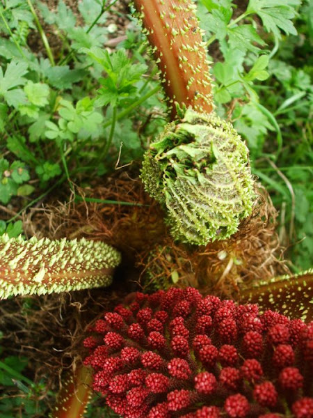 Nalca | Project Noah