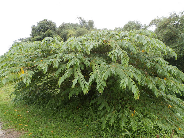 Buah Cheri, Malayan Cherry, West Indian Cherry | Project Noah