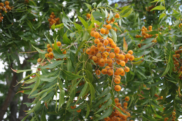 Western soapberry tree | Project Noah