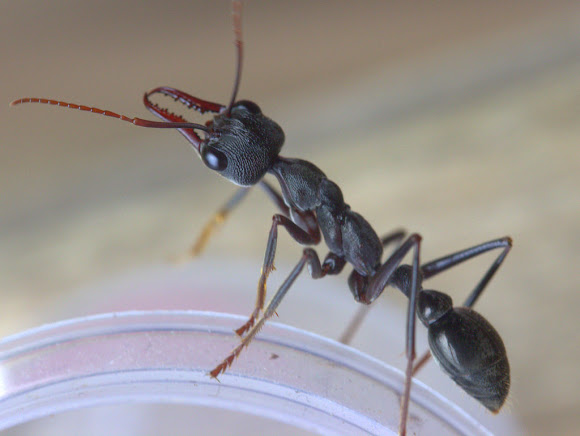 ant inジャック _ アンテナ接続部品 – BAOBZ