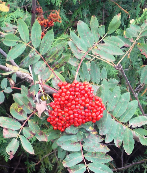 American Mountain-ash | Project Noah