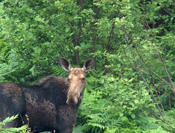 Moose | Project Noah