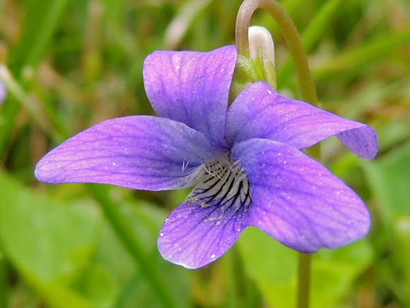 Northern Bog Violet | Project Noah