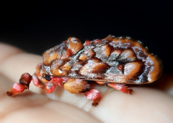 Monkey Slug (Moth) | Project Noah