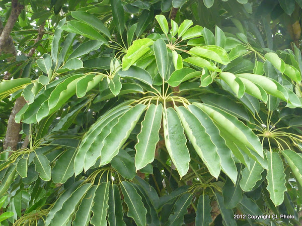 Umbrella tree | Project Noah