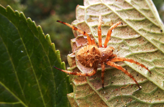 Garden Orb Weaving Spider | Project Noah