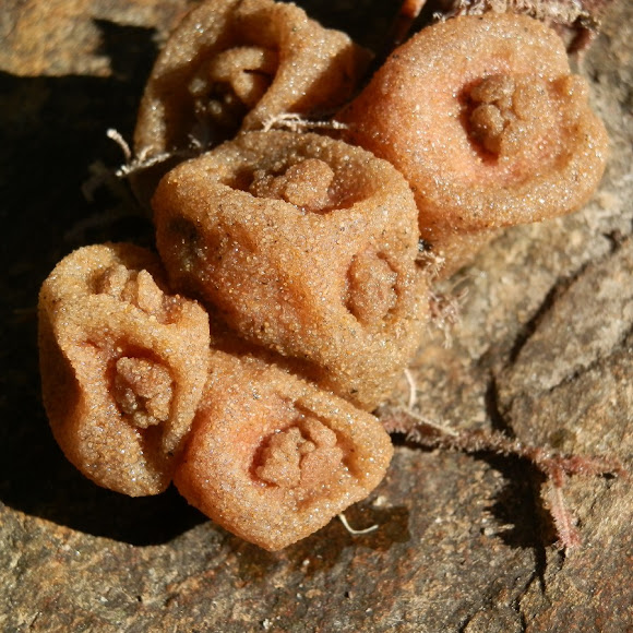 Cunjevoi | Project Noah