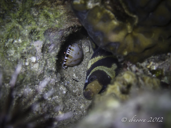 Banded Moray Eel | Project Noah