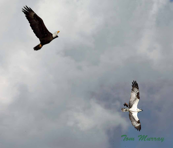 Bald Eagle stealing a fish from Osprey | Project Noah