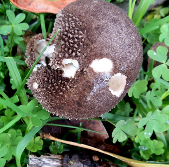 Scabrous Puffball | Project Noah