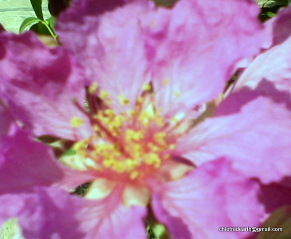 Giant Crape-myrtle | Project Noah