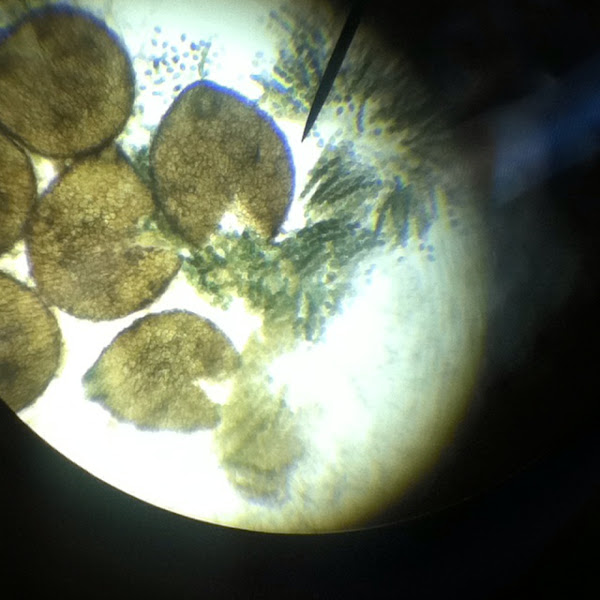 Sordaria | Project Noah