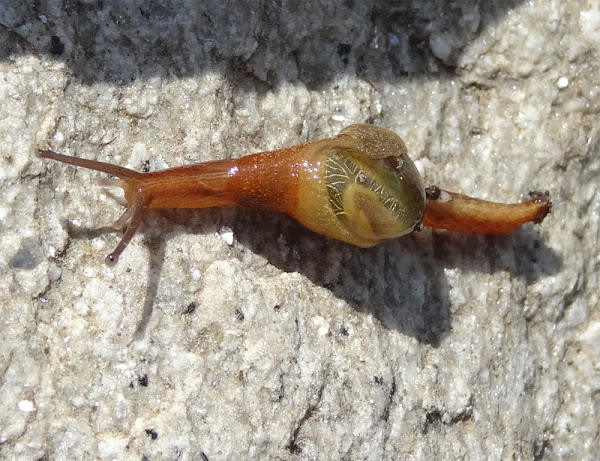 Land snail or semi-slug | Project Noah