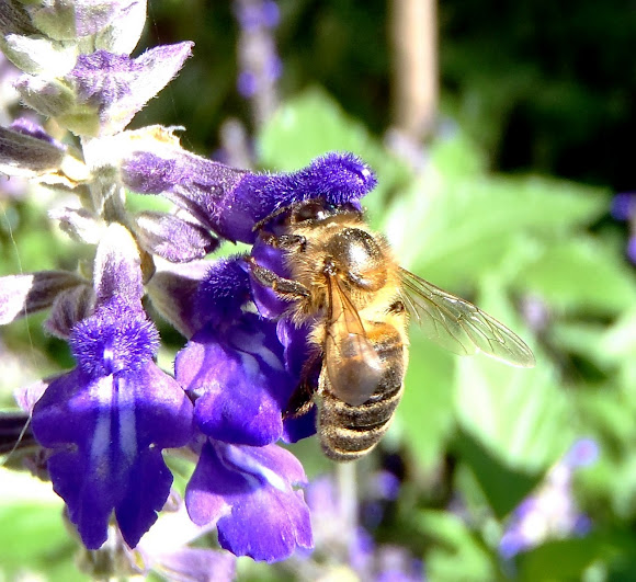 Abeja común | Project Noah