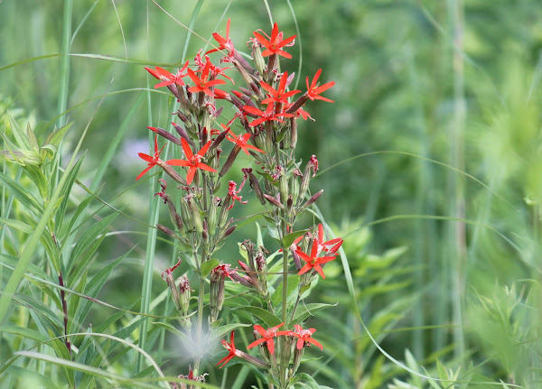 royal catchfly | Project Noah